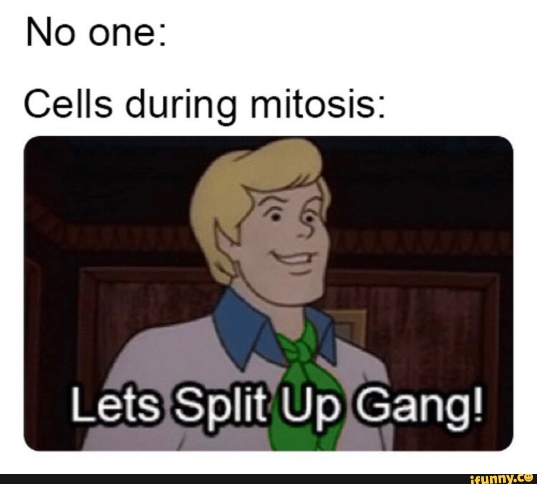 No one: Cells during mitosis: Lets Split Up Gang! - iFunny