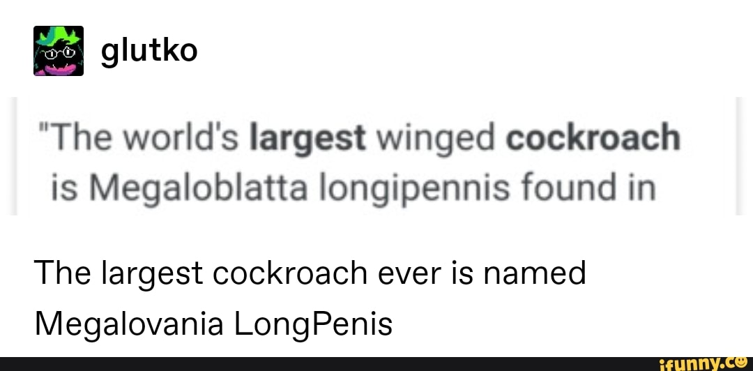 "The world's largest winged cockroach is Megaloblatta longipennis found ...