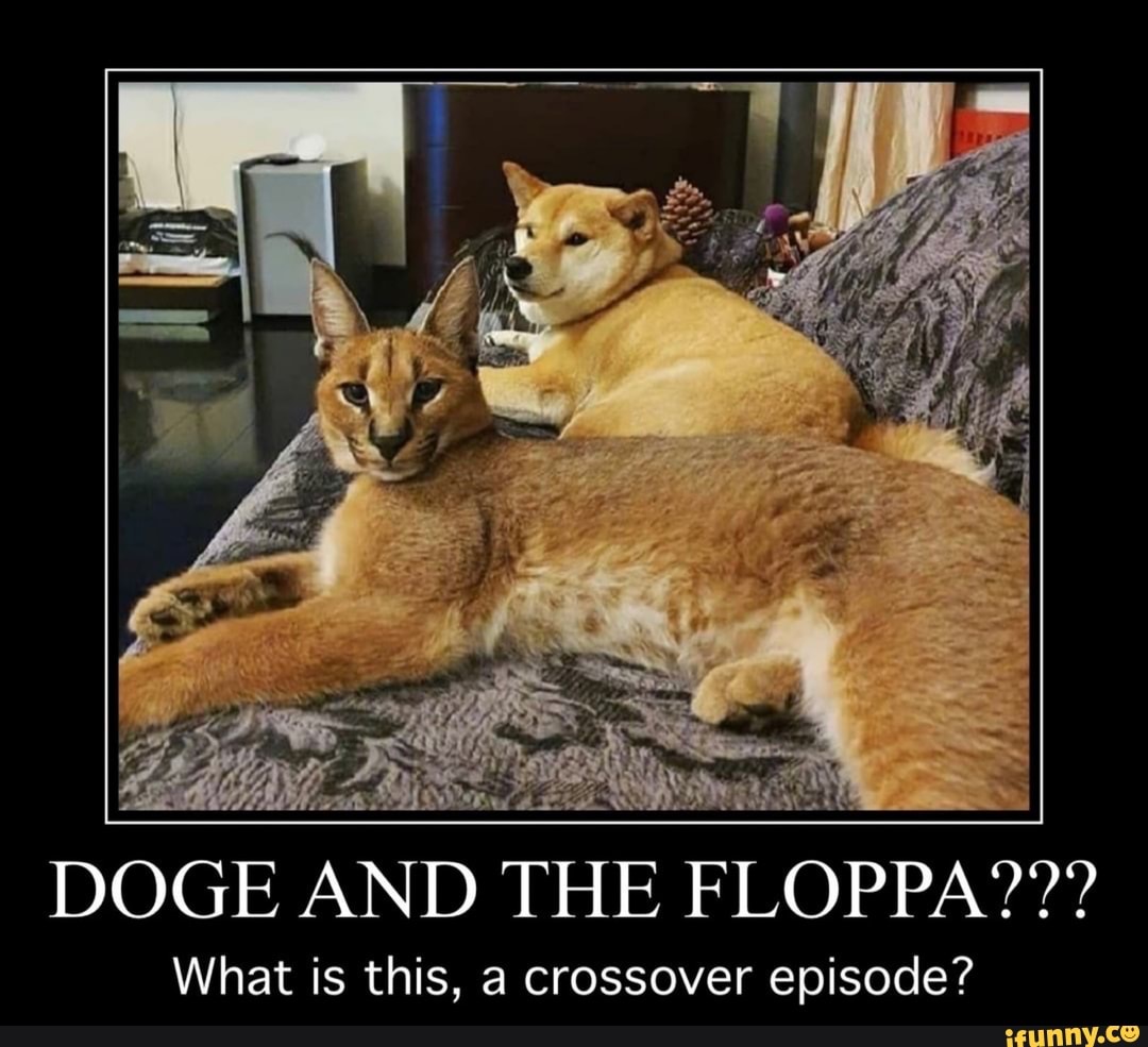 DOGE AND THE FLOPPA??? What is this, a crossover episode? - iFunny
