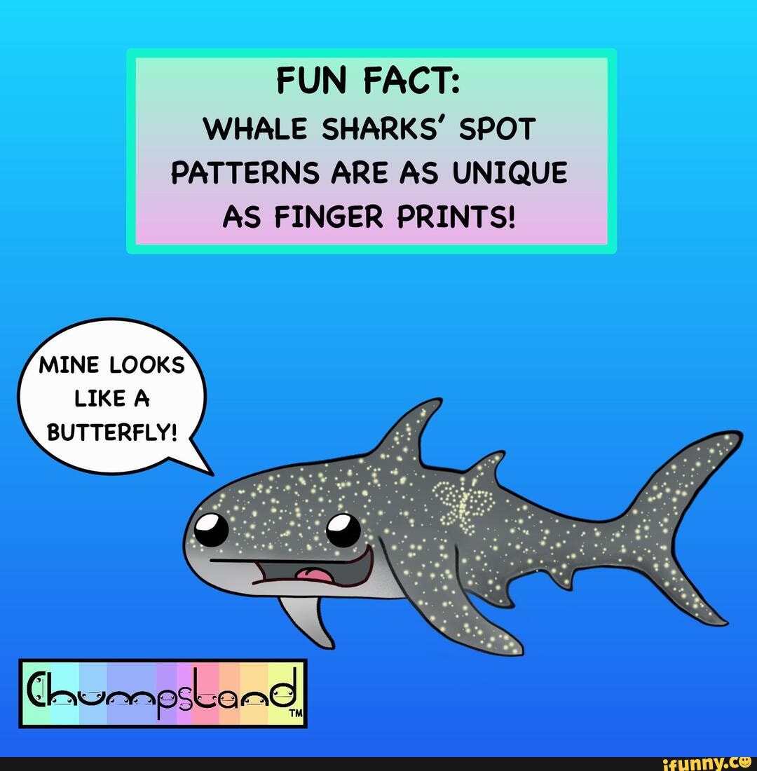 FUN FACT: WHALE SHARKS' SPOT PATTERNS ARE AS UNIQUE AS FINGER PRINTS ...