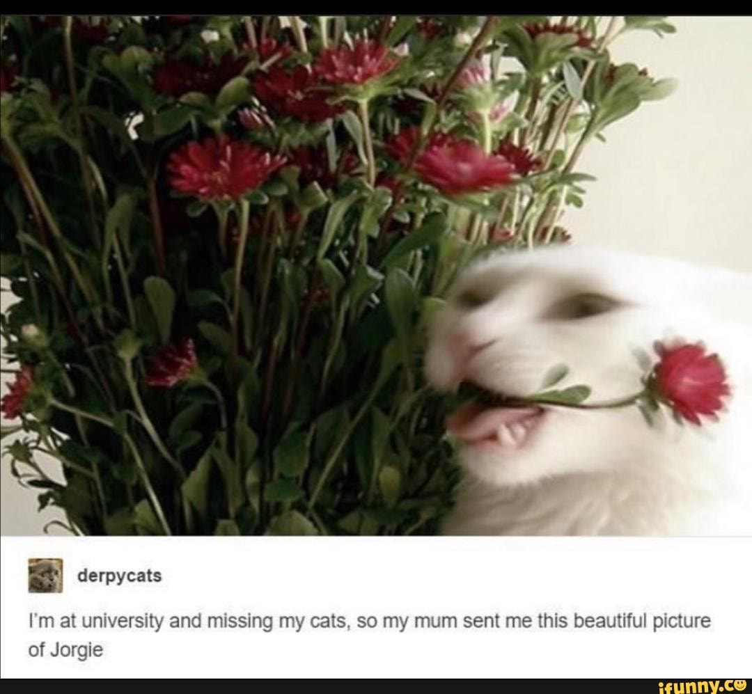 Jorgie memes. Best Collection of funny Jorgie pictures on iFunny