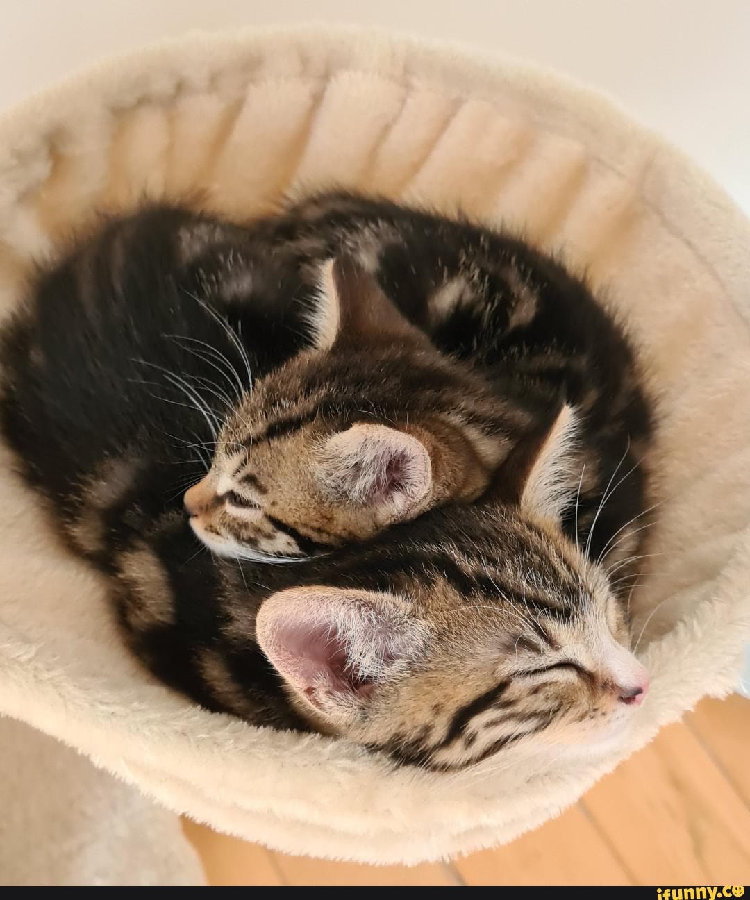 Gini memes. Best Collection of funny Gini pictures on iFunny