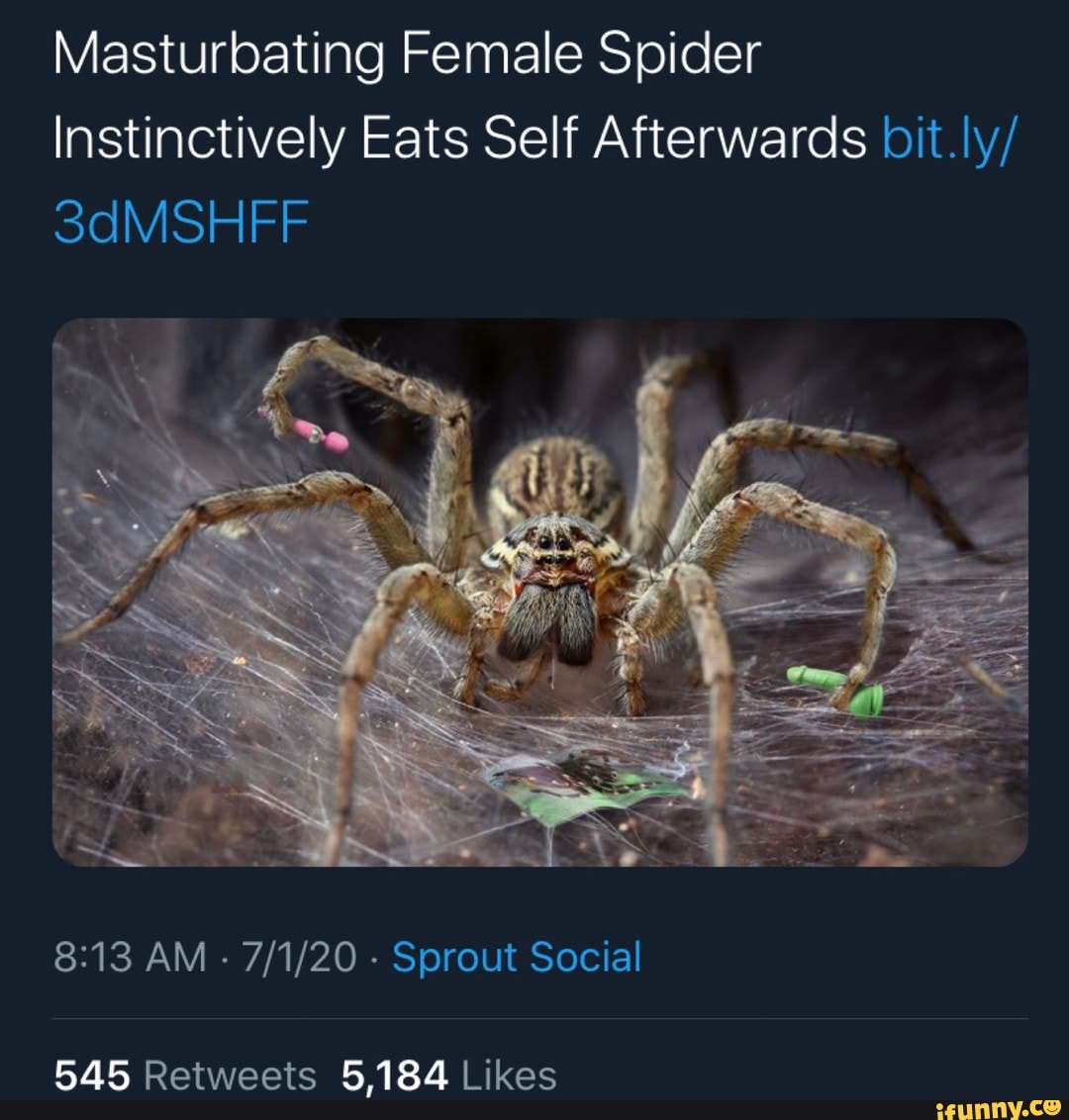 Masturbating Female Spider Instinctively Eats Self Afterwards bit. !y ...