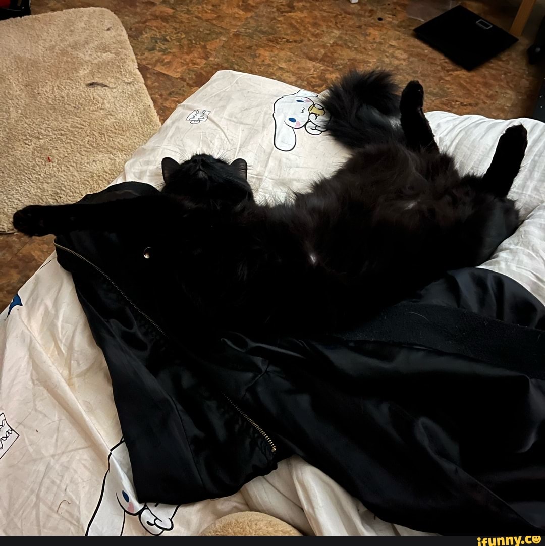 Gatito memes. Best Collection of funny Gatito pictures on iFunny