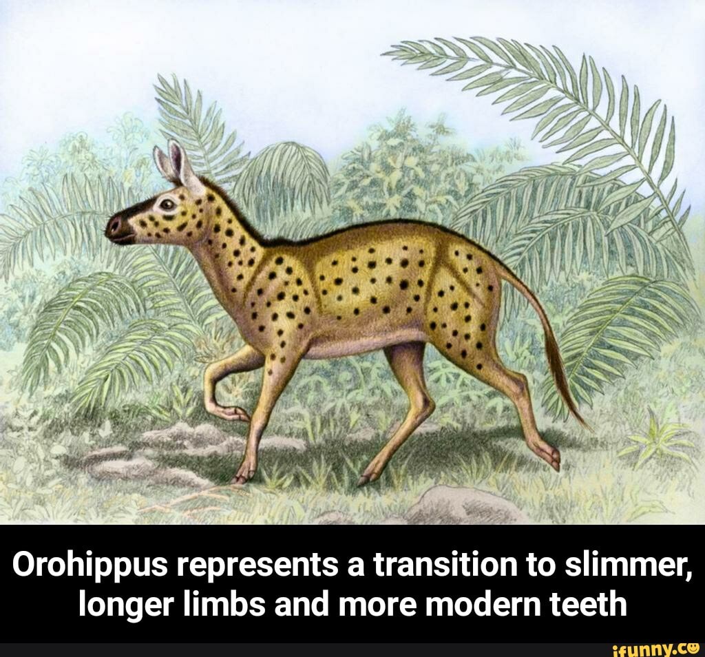Orohippus represents a transition to slimmer, longer limbs and more ...