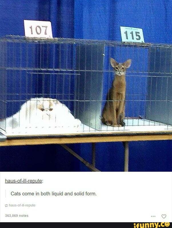 Repute: Cats come in both liquid and solid form. - iFunny