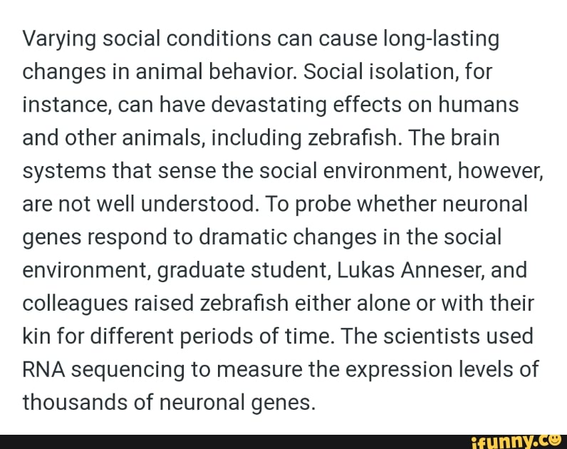 Zebrafish memes. Best Collection of funny Zebrafish pictures on iFunny