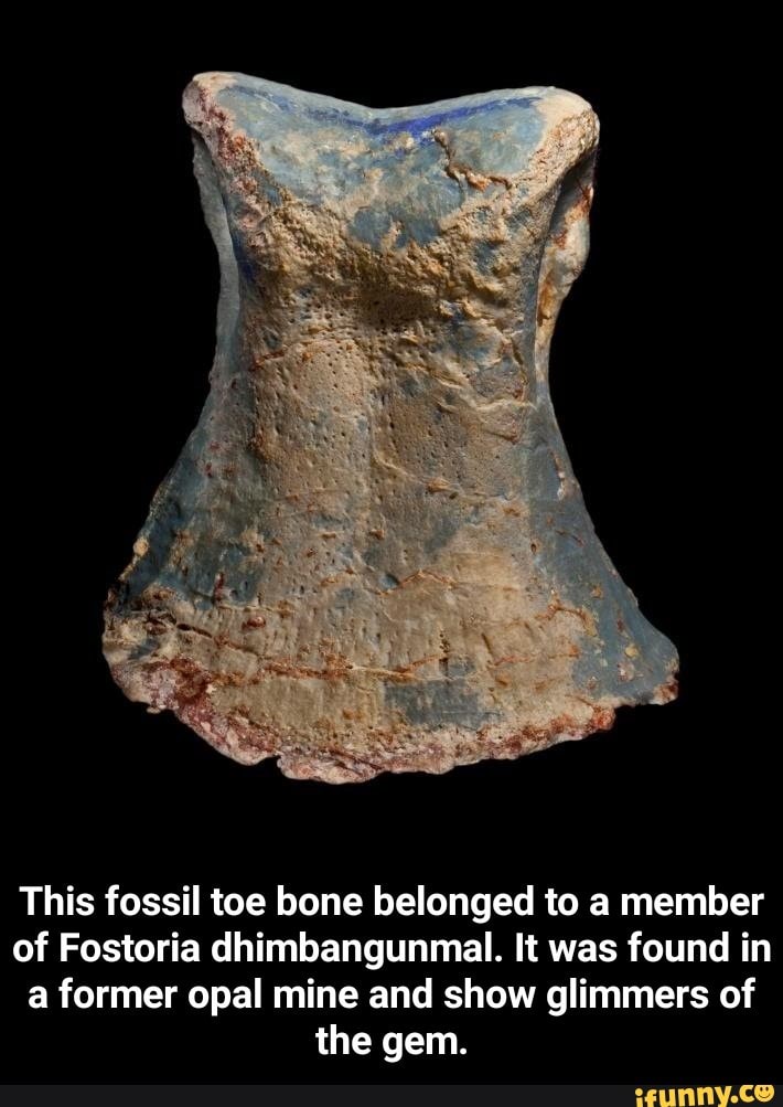 This fossil toe bone belonged to a member of Fostoria dhimbangunmal. It ...