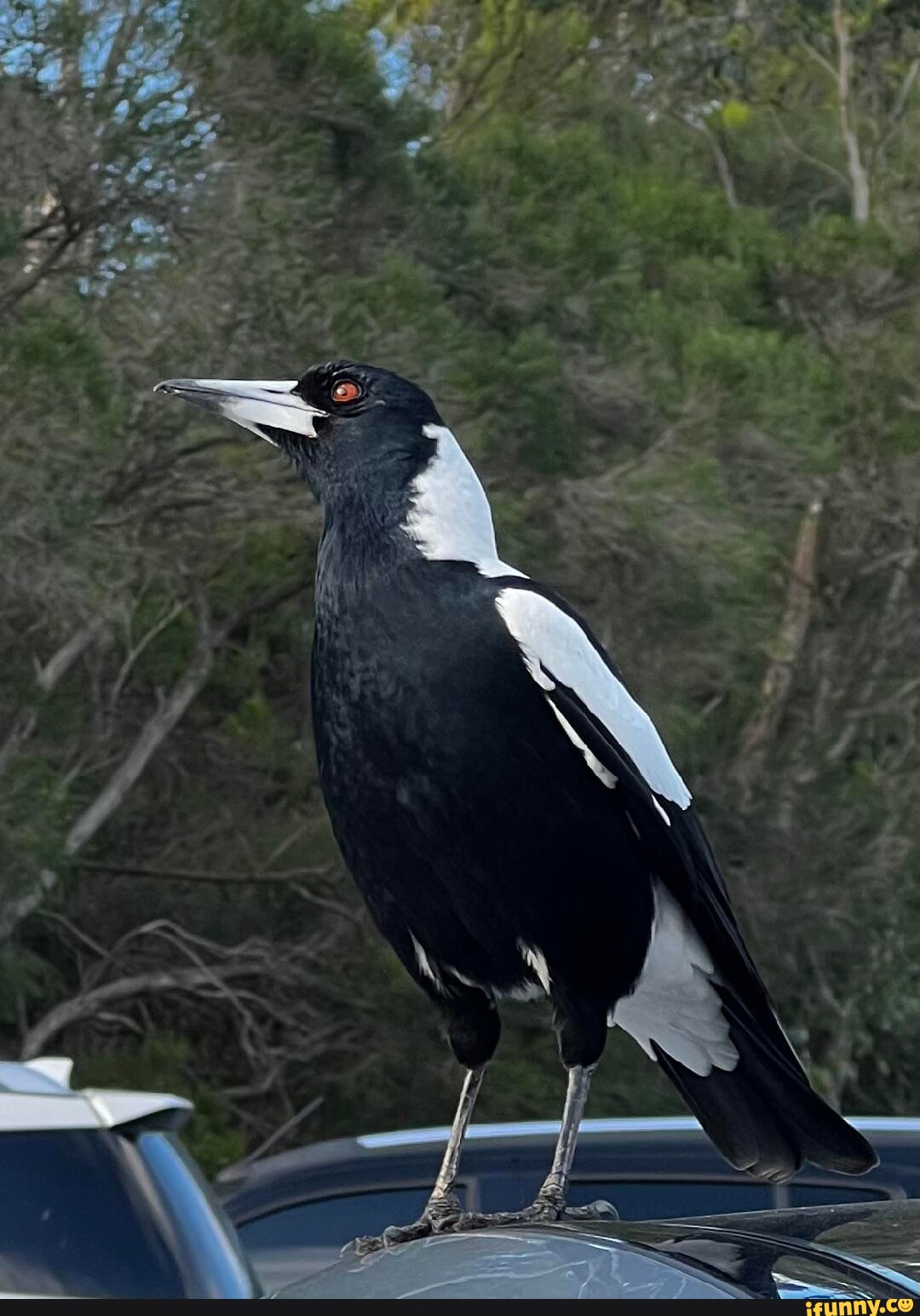 Magpie memes. Best Collection of funny Magpie pictures on iFunny