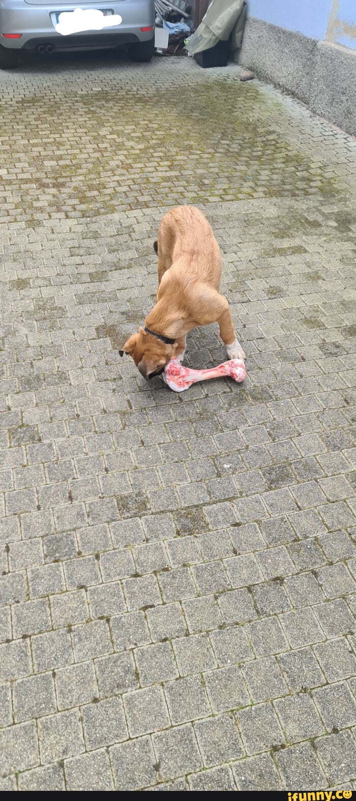 Big_doggo memes. Best Collection of funny Big_doggo pictures on iFunny