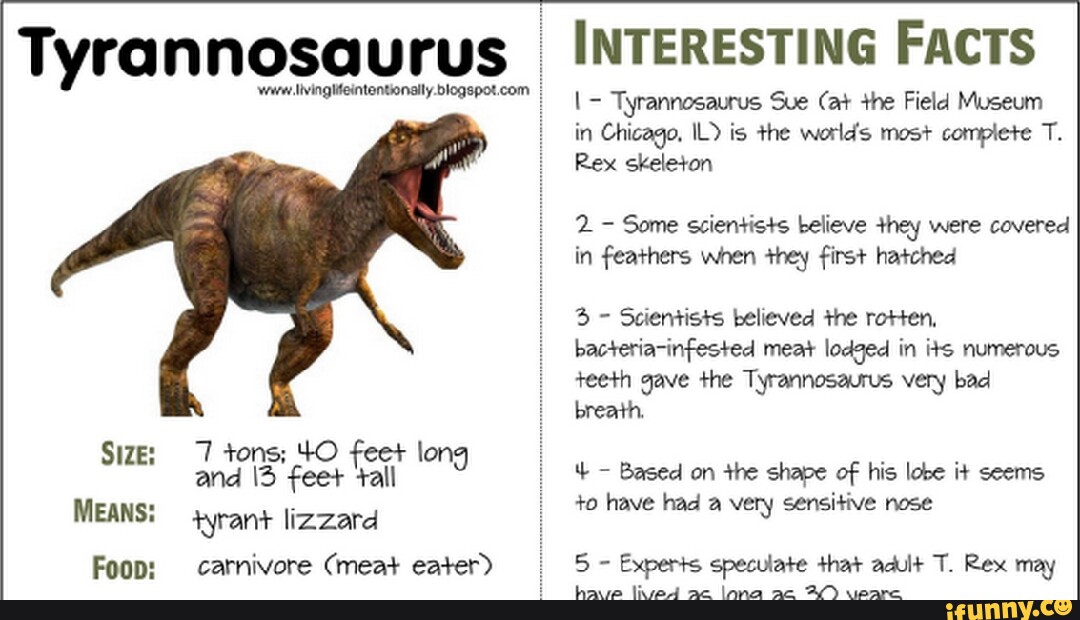 I INTERESTING FACTS I Tyrannosaurus Sue Cat +he Field Museum in Chicago ...