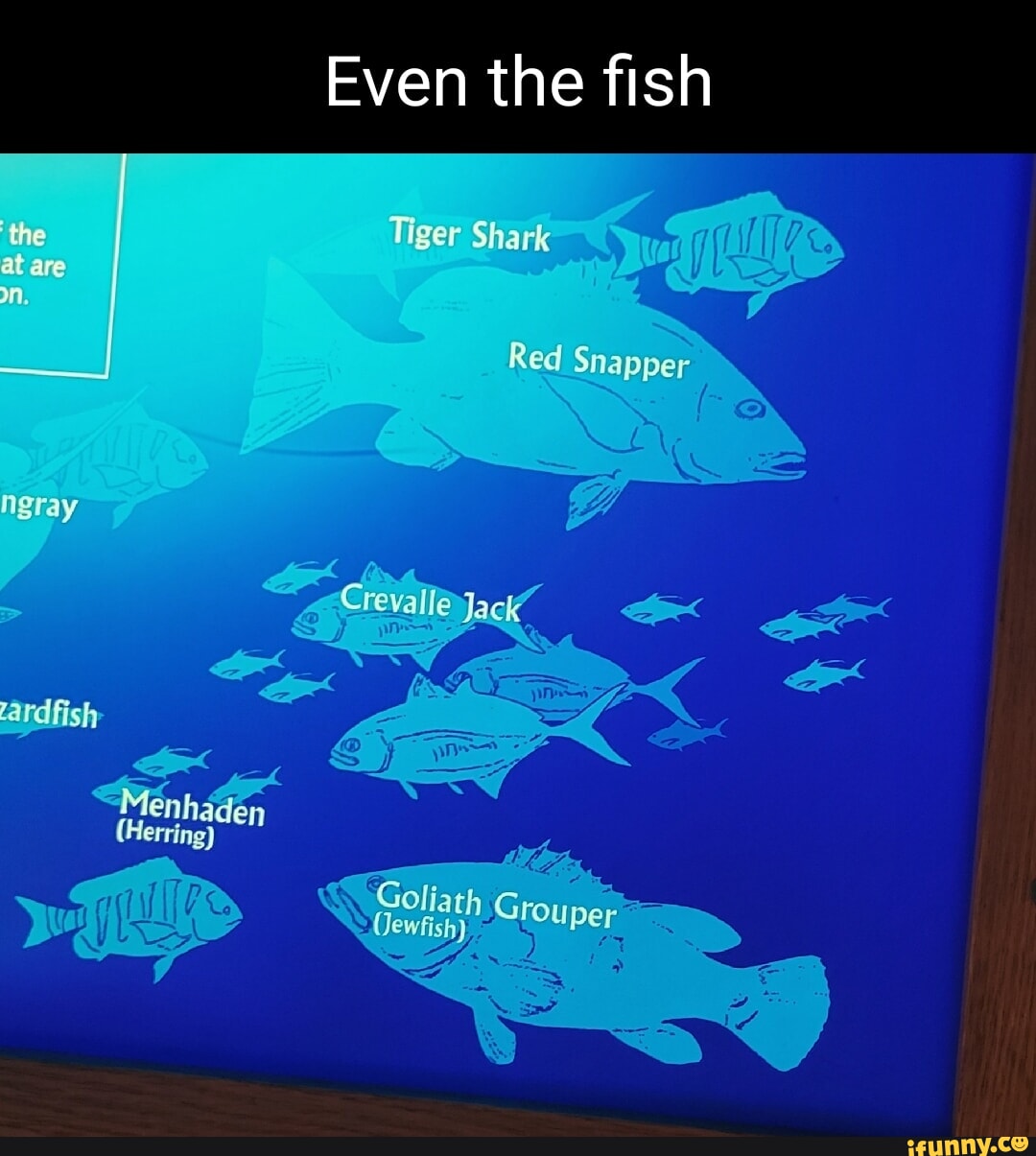 Even the fish 'the Tiger Shark at are Red Snapper ngray Grevalle Jack ...