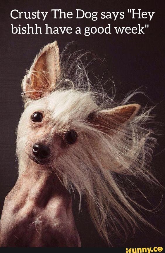 Have A Good Week Dog