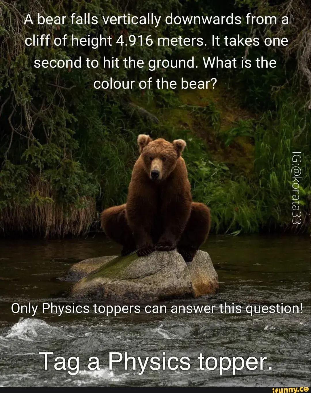 A bear falls vertically downwards from a cliff of height 4.916 meters ...