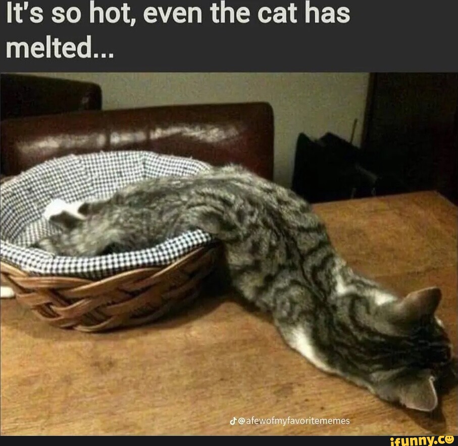 It's so hot, even the cat has melted... - iFunny