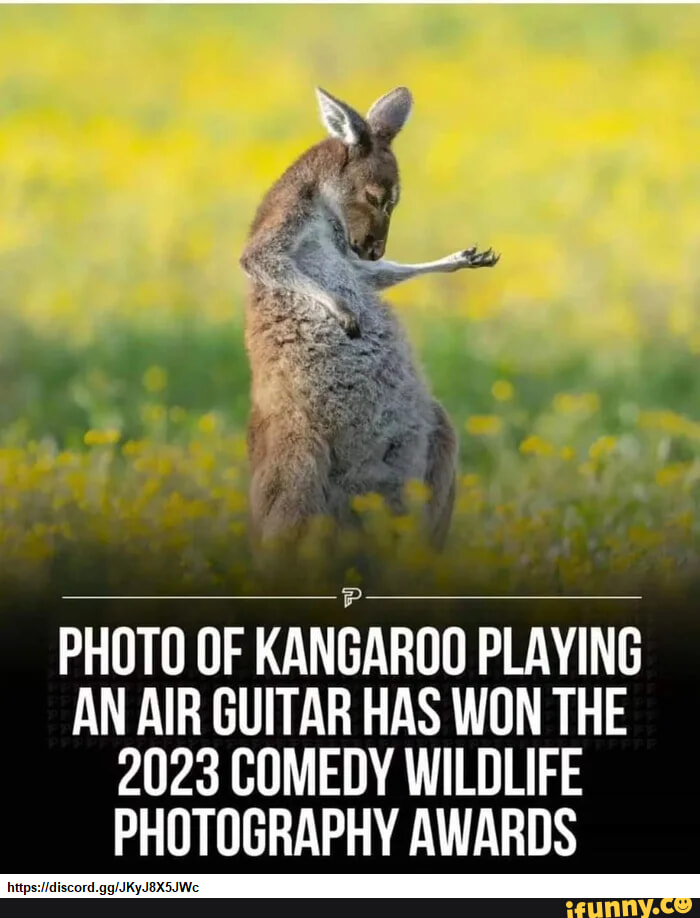 PHOTO OF KANGAROO PLAYING AN AIR GUITAR HAS WON THE 2023 COMEDY ...