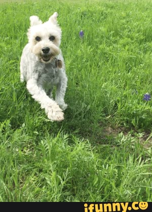 Bluebonnets memes. Best Collection of funny Bluebonnets pictures on iFunny