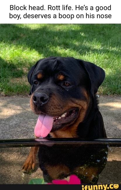 Block head. Rott life. He's a good boy, deserves a boop on his nose ...
