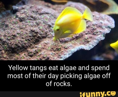 Tangs memes. Best Collection of funny Tangs pictures on iFunny