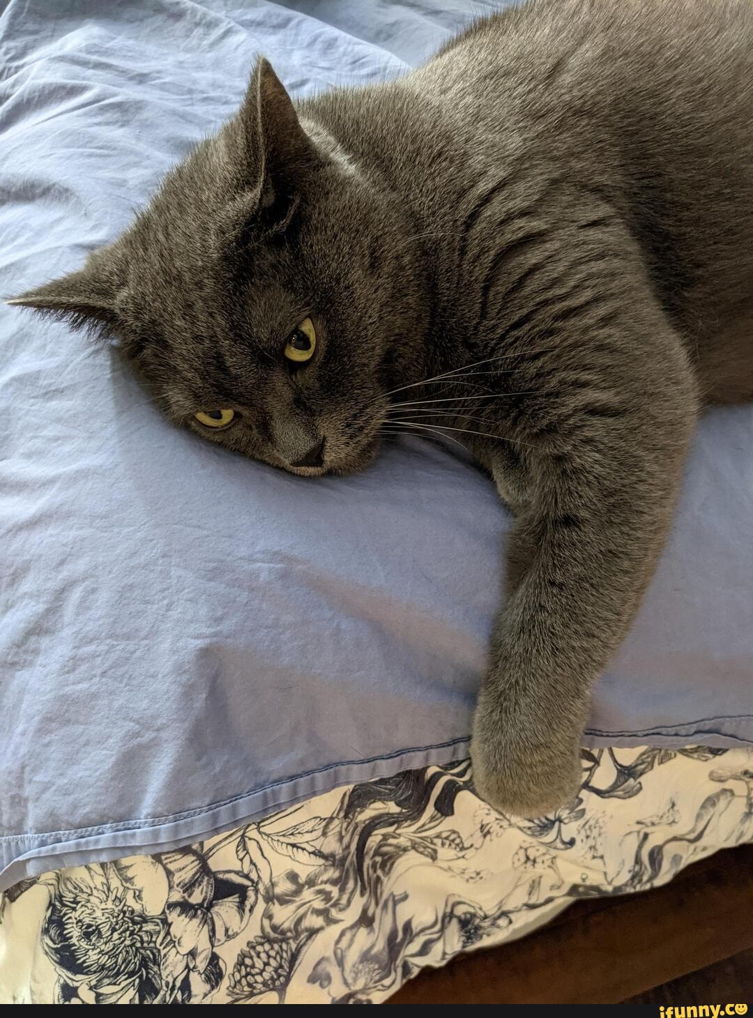 Emergency_cats memes. Best Collection of funny Emergency_cats pictures ...