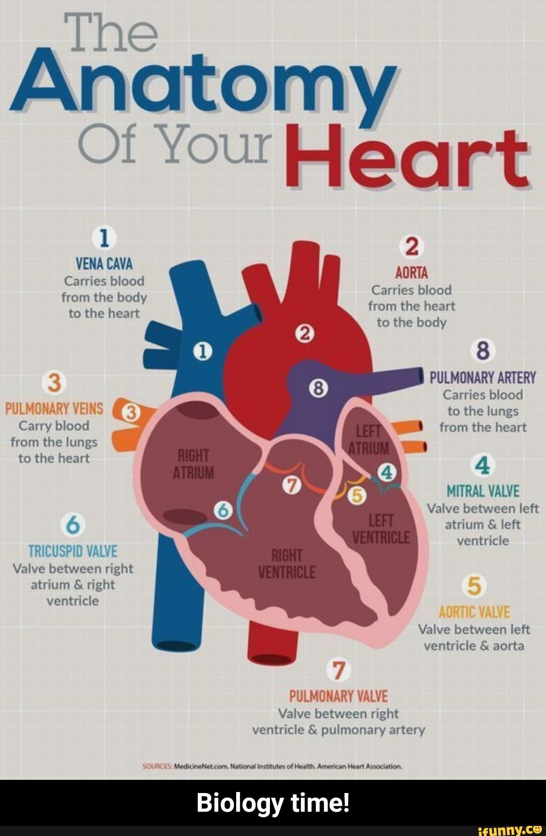 Mitral memes. Best Collection of funny Mitral pictures on iFunny