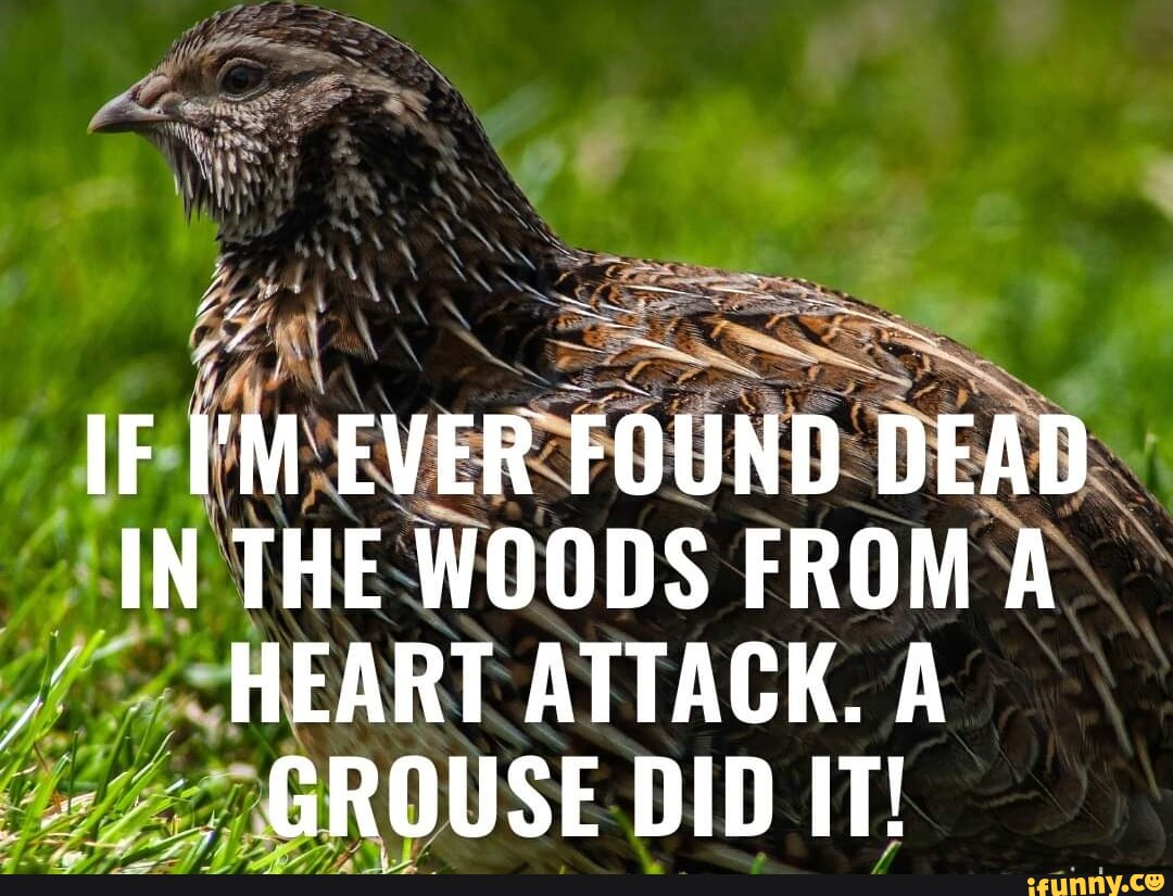 Grouse memes. Best Collection of funny Grouse pictures on iFunny