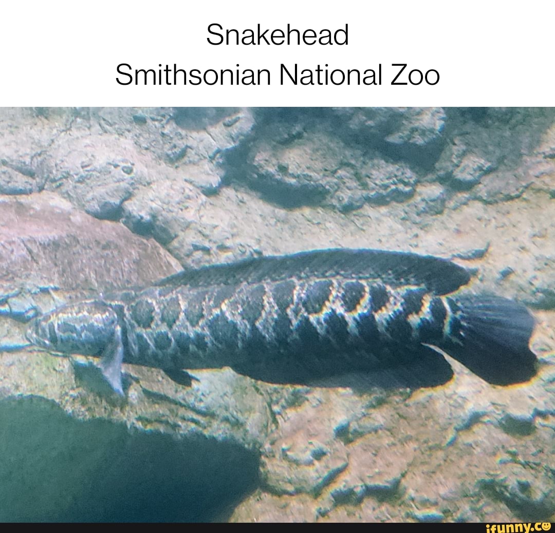Snakehead memes. Best Collection of funny Snakehead pictures on iFunny