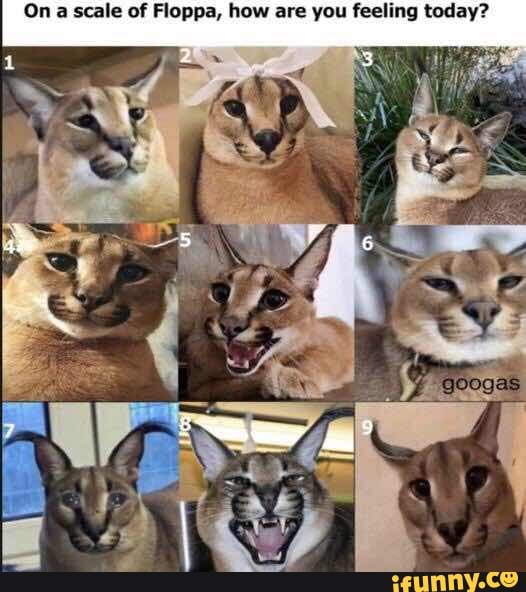 On a scale of Floppa, how are you feeling today? - iFunny