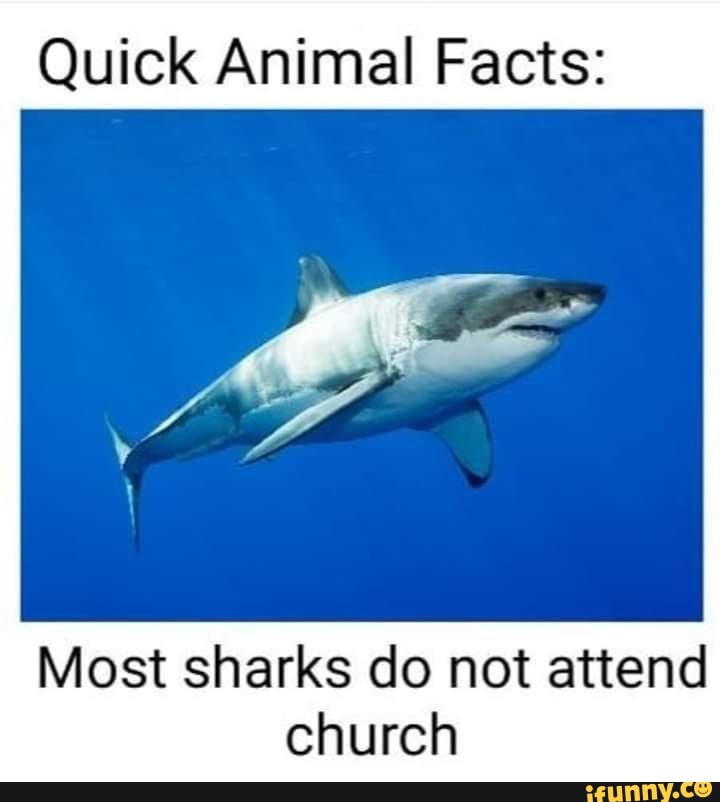 Quick Animal Facts: Most sharks do not attend church - iFunny