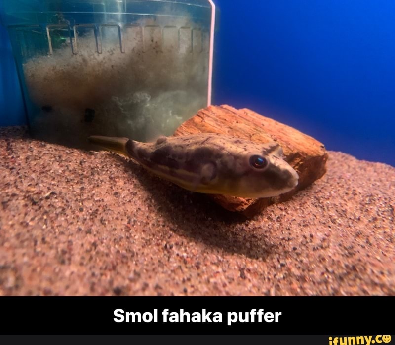 Fahaka Puffer Puffed Up