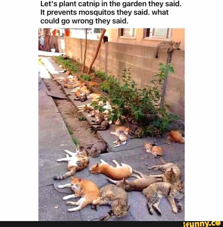 Mario, the idea vs. Mario, the man phil never should have gone back to ...