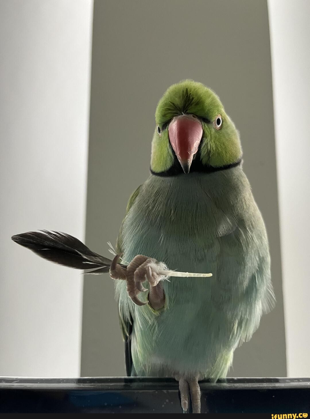 Feather memes. Best Collection of funny Feather pictures on iFunny