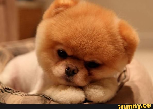Arggg memes. Best Collection of funny Arggg pictures on iFunny