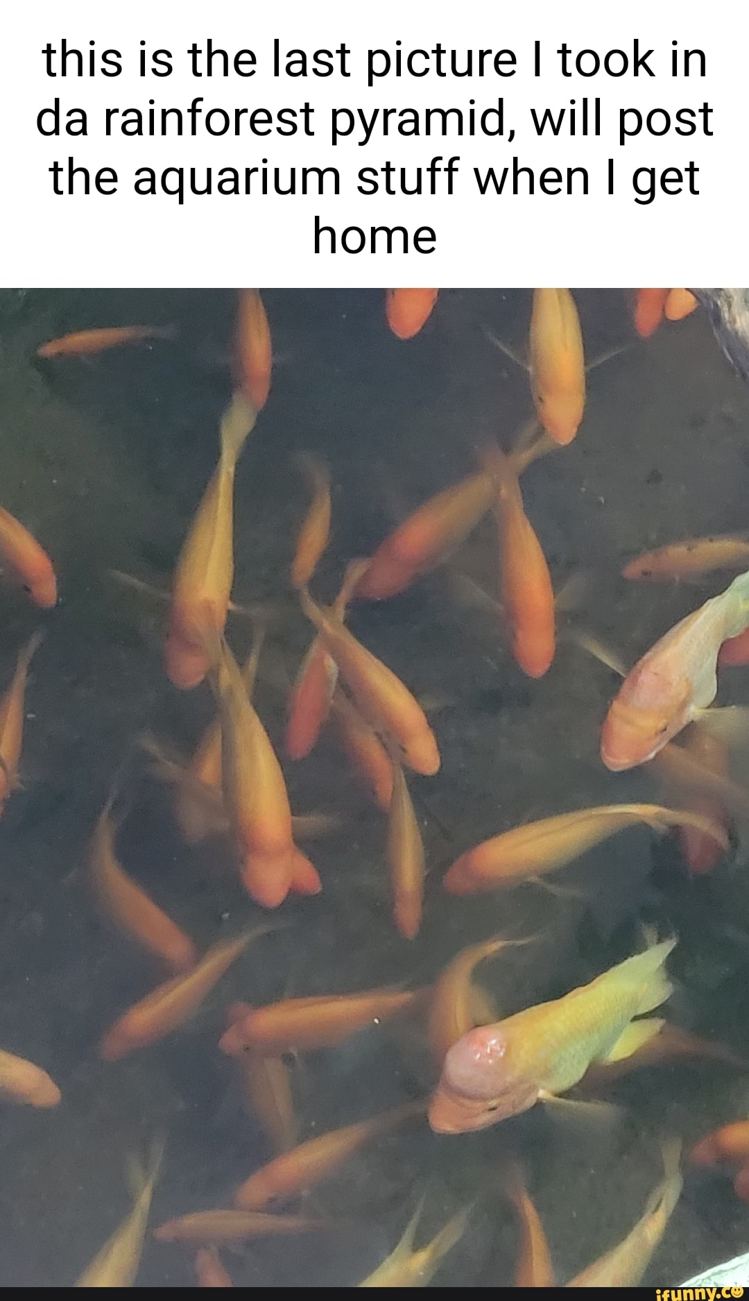 Rainforest memes. Best Collection of funny Rainforest pictures on iFunny