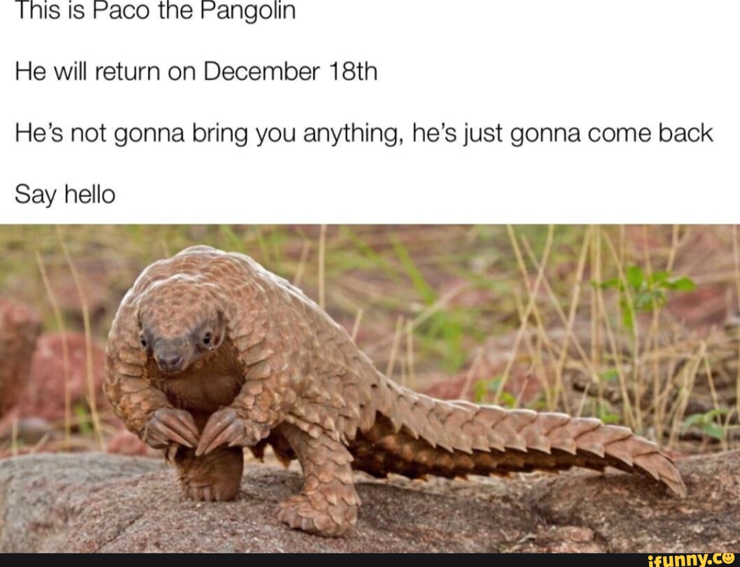 Pangolin memes. Best Collection of funny Pangolin pictures on iFunny