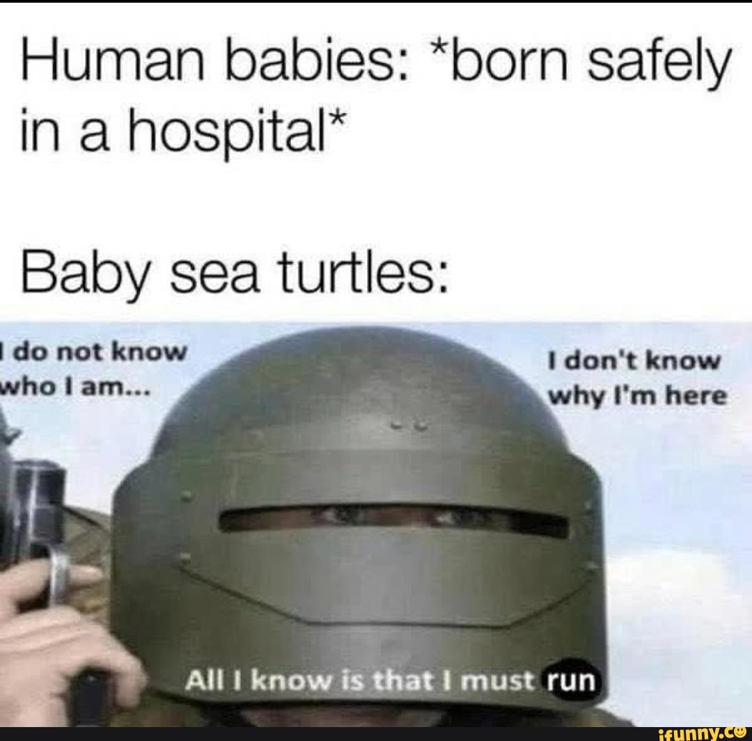 Human babies: *born safely in a Baby sea turtles: I do not know don't ...