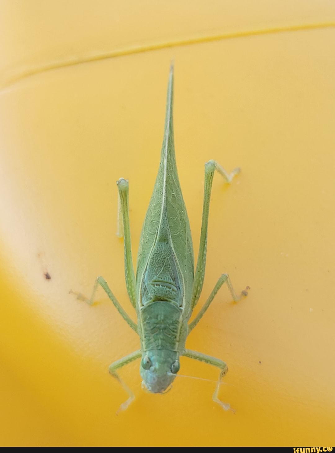 Bugatti memes. Best Collection of funny Bugatti pictures on iFunny