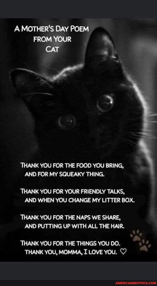 A MOTHER'S DAY POEM FROM YOUR CAT ' THANK YOU FOR THE FOOD YOU BRING ...