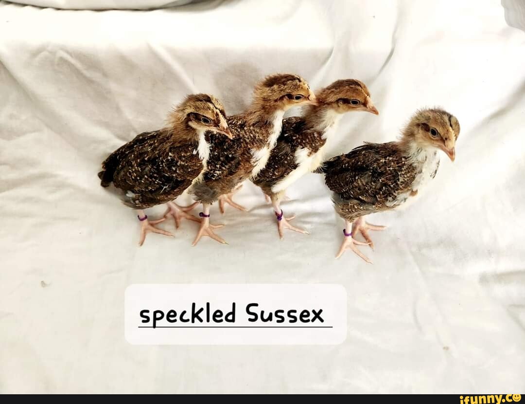 Sussex memes. Best Collection of funny Sussex pictures on iFunny
