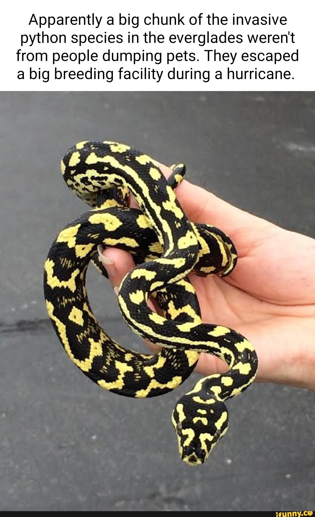 Apparently a big chunk of the invasive python species in the everglades ...