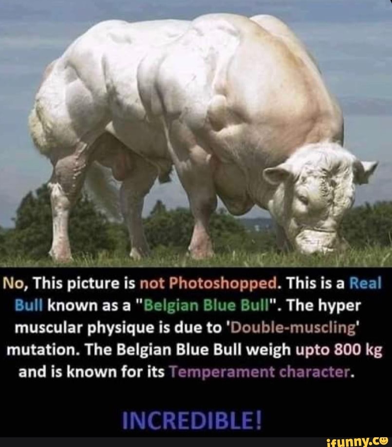 No, This picture is not Photoshopped. This is a Real Bull known as a ...