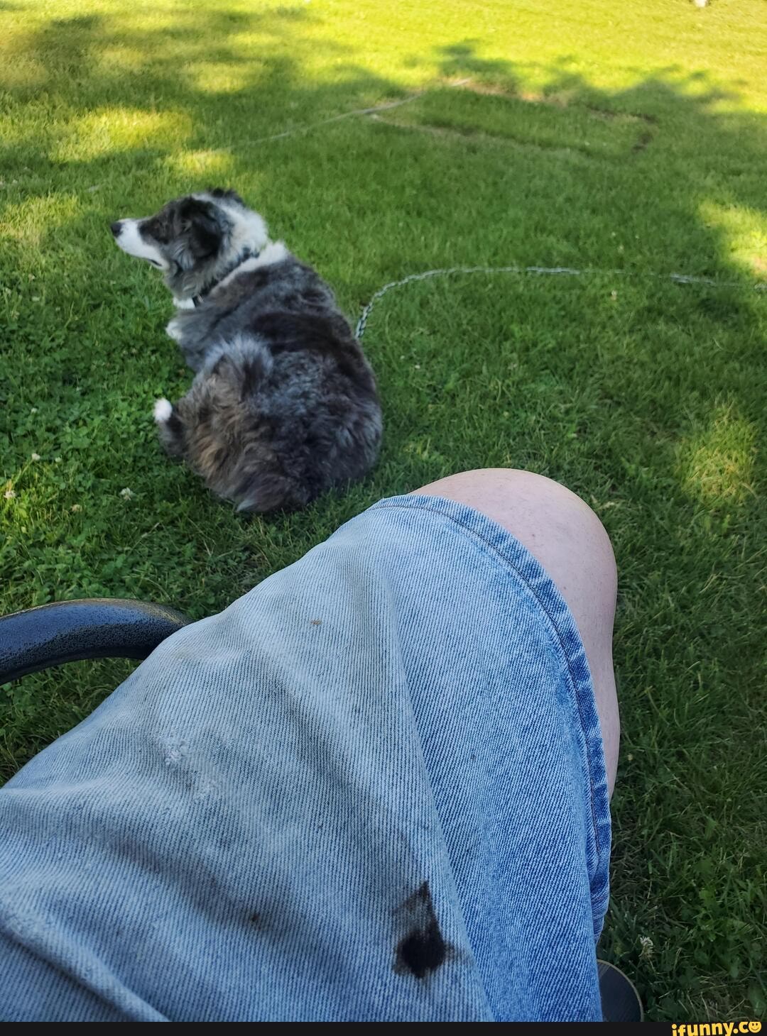 Australian_shepherd memes. Best Collection of funny Australian_shepherd ...