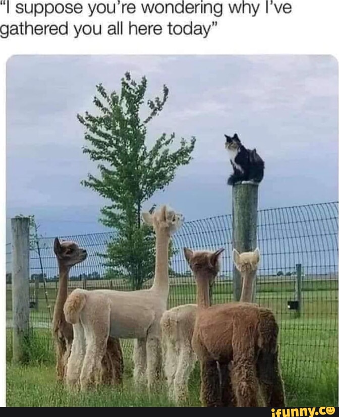 Suppose memes. Best Collection of funny Suppose pictures on iFunny