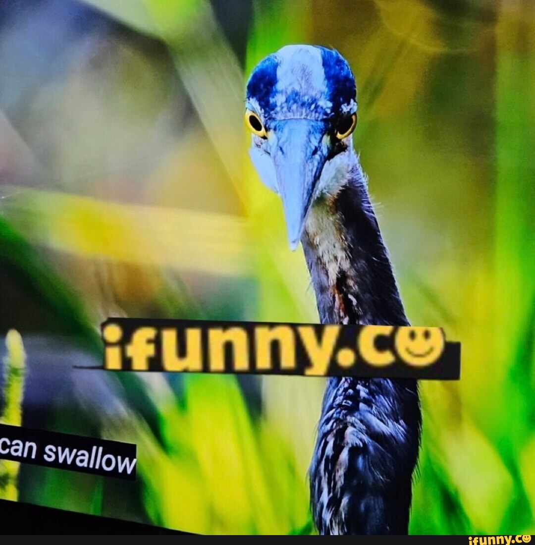 Watermark memes. Best Collection of funny Watermark pictures on iFunny