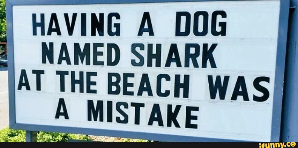 HAVING A DOG I NAMED SHARK AT THE BEACH WAS AM ISTAKE - iFunny