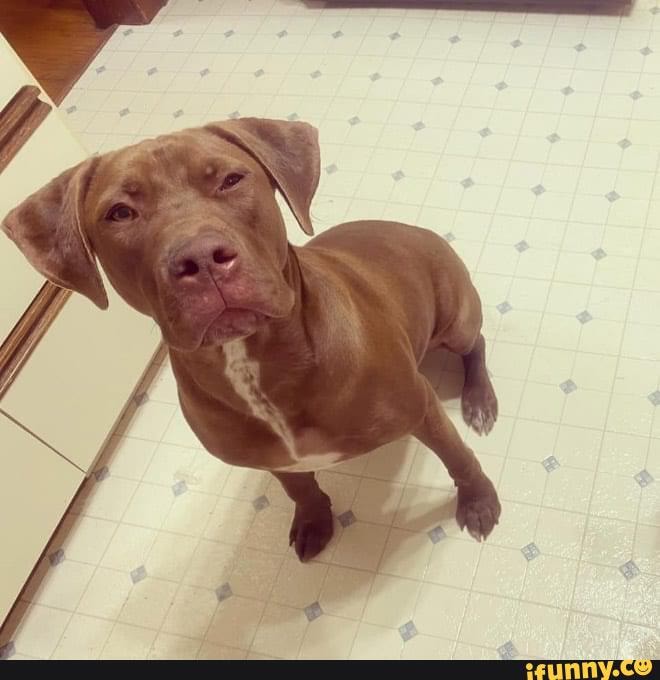 Judging_you memes. Best Collection of funny Judging_you pictures on iFunny