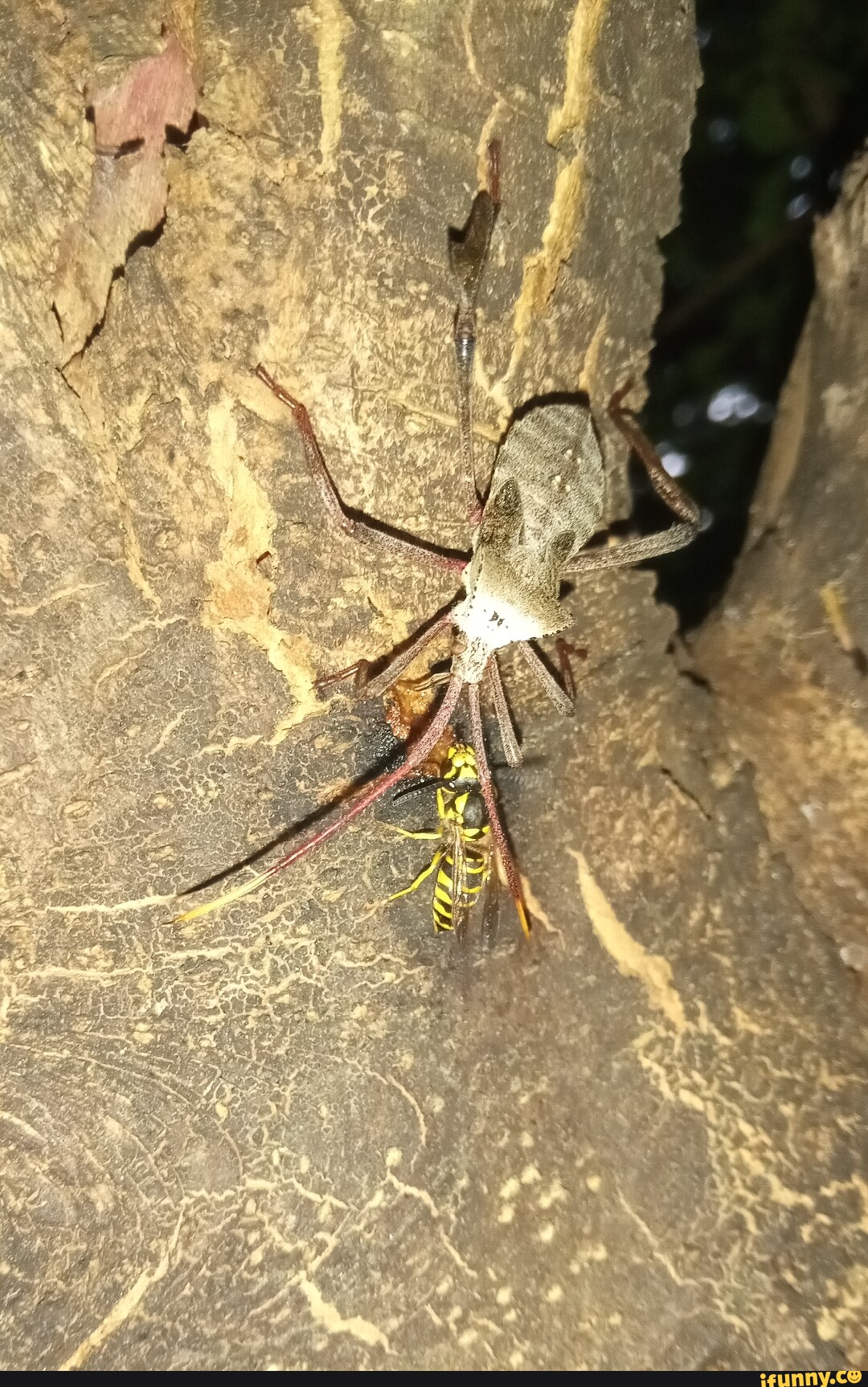 Stinkbug memes. Best Collection of funny Stinkbug pictures on iFunny