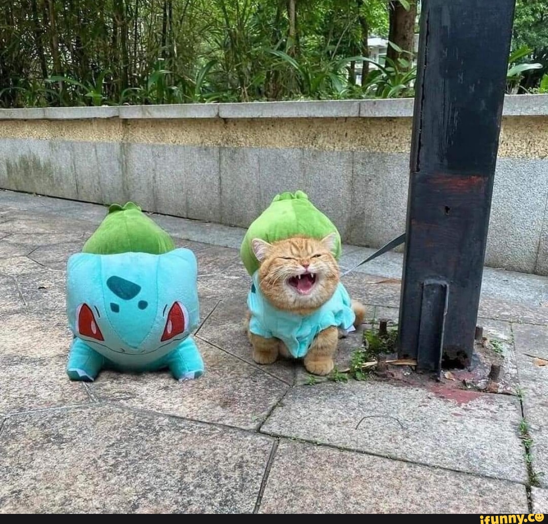Bulbasaur memes. Best Collection of funny Bulbasaur pictures on iFunny