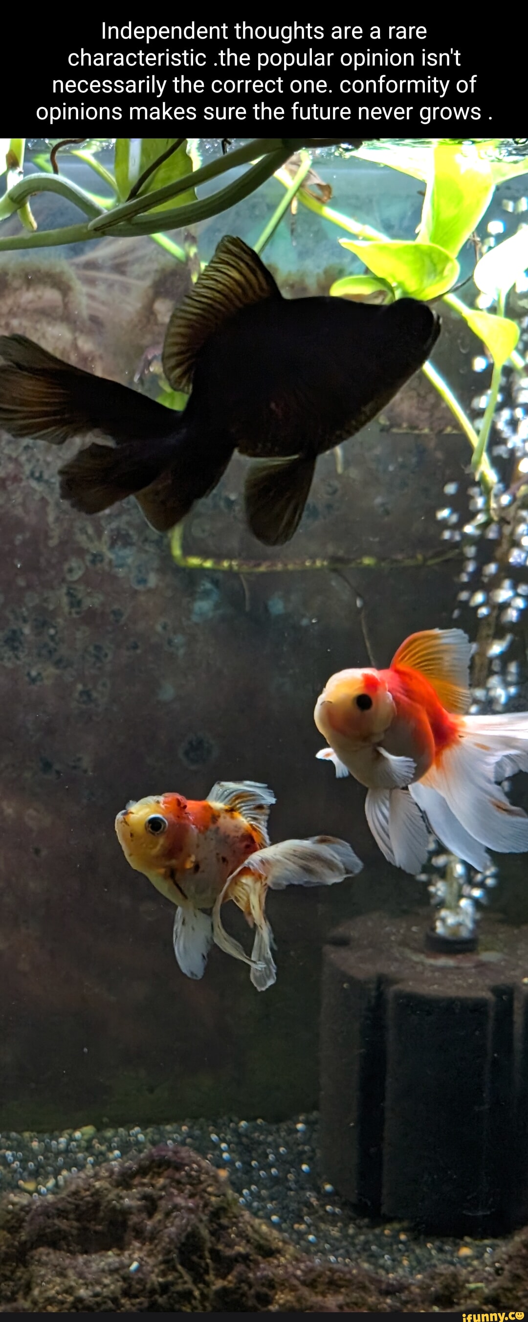 Conformity memes. Best Collection of funny Conformity pictures on iFunny