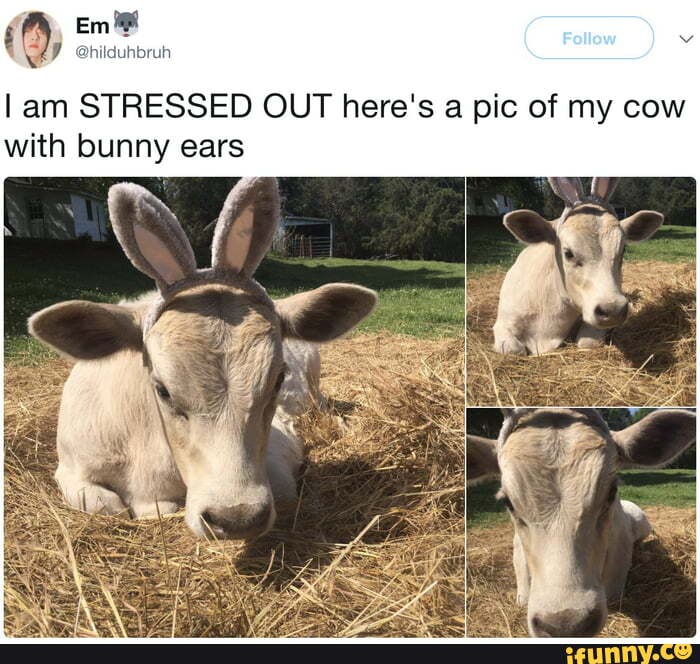 PR, Emi am STRESSED OUT here's a pic of my cow with bunny ears - iFunny